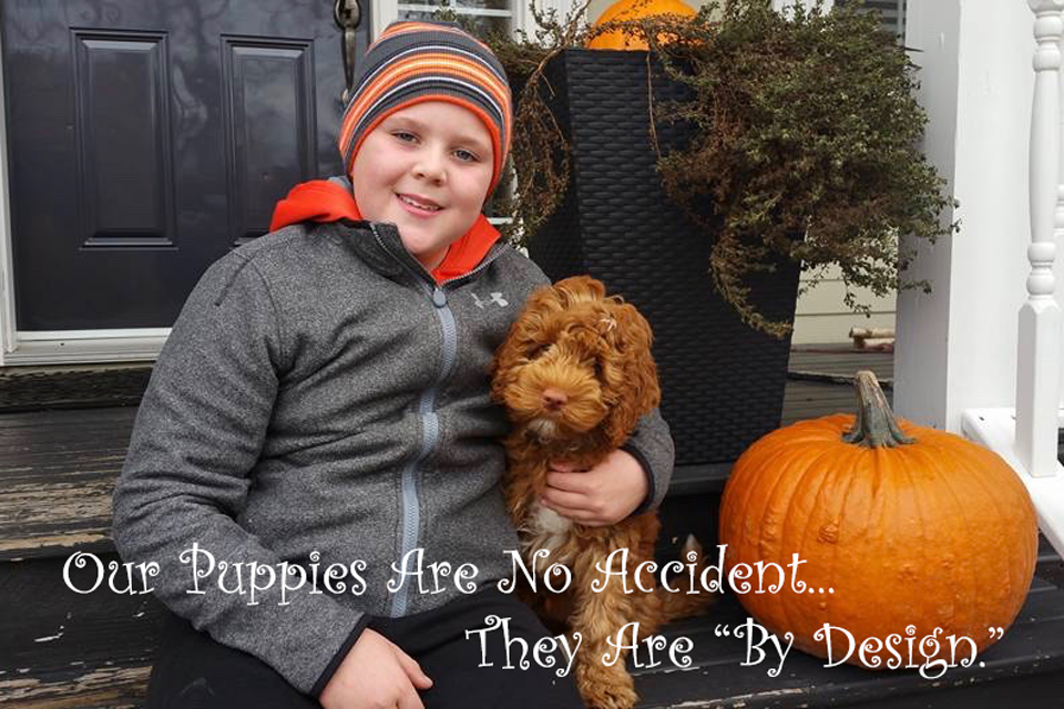 Labradoodles By Design – Proudly Canadian Labradoodles from Nova Scotia