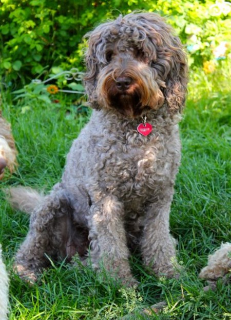 Breed History – Labradoodles By Design