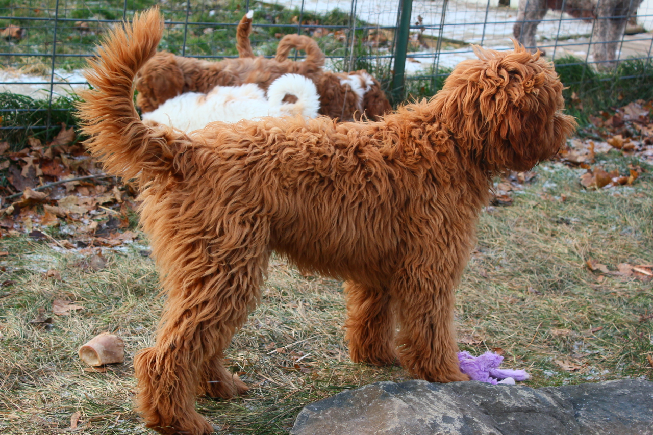 Penny's Gallery - Labradoodles By Design