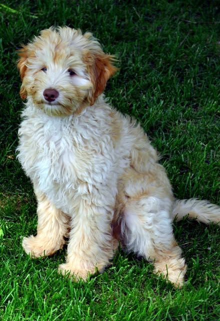 Colors – Labradoodles By Design