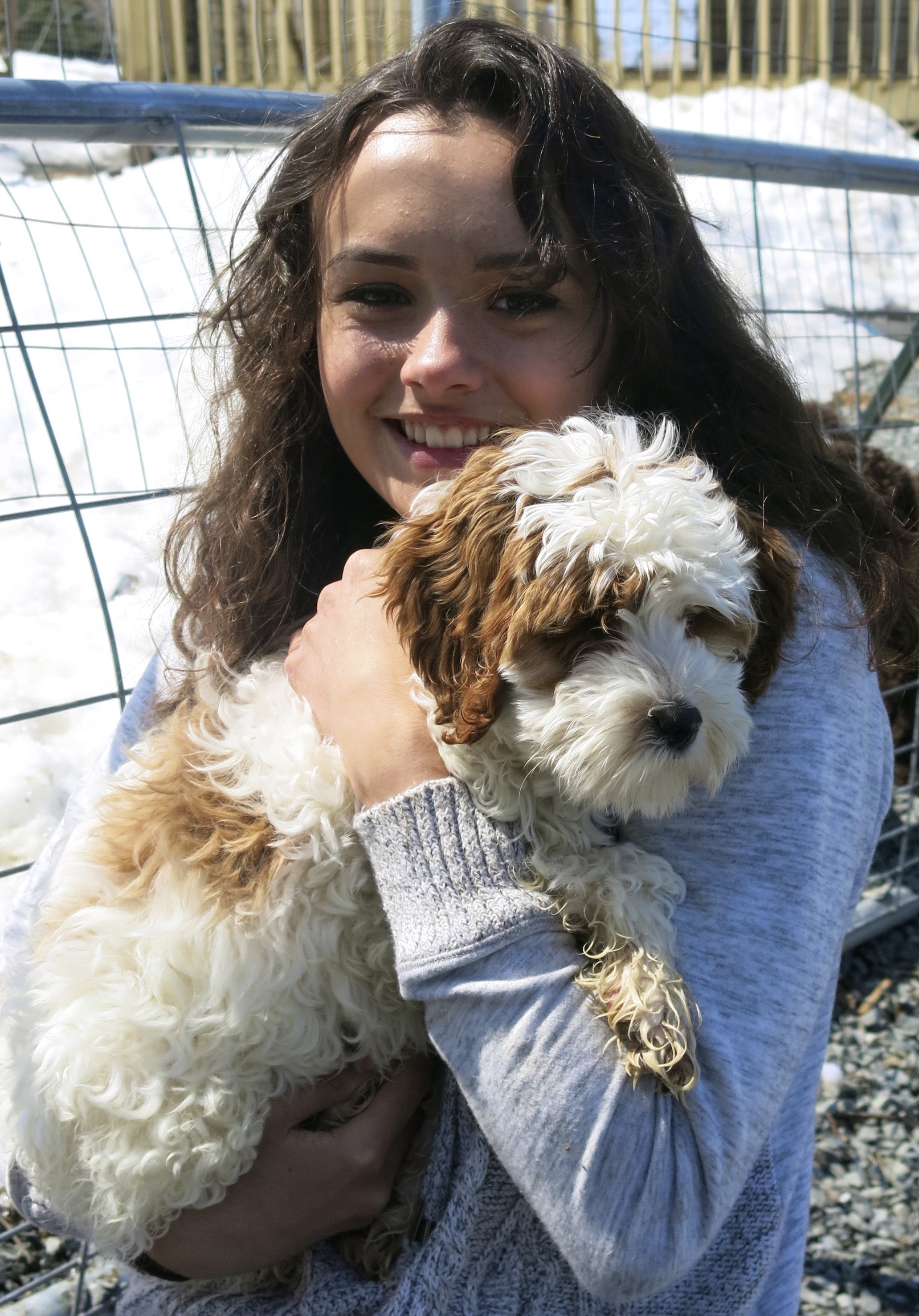 Brooklyn's Gallery - Labradoodles By Design