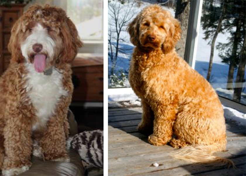 Ruby&Sawyer – Labradoodles By Design
