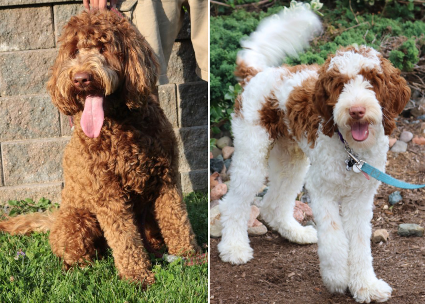 Poppy & Colonel Mustard – Labradoodles By Design