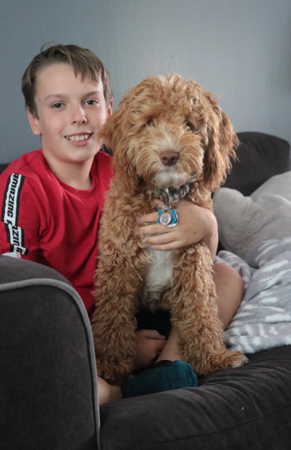 Angus’s Gallery – Labradoodles By Design