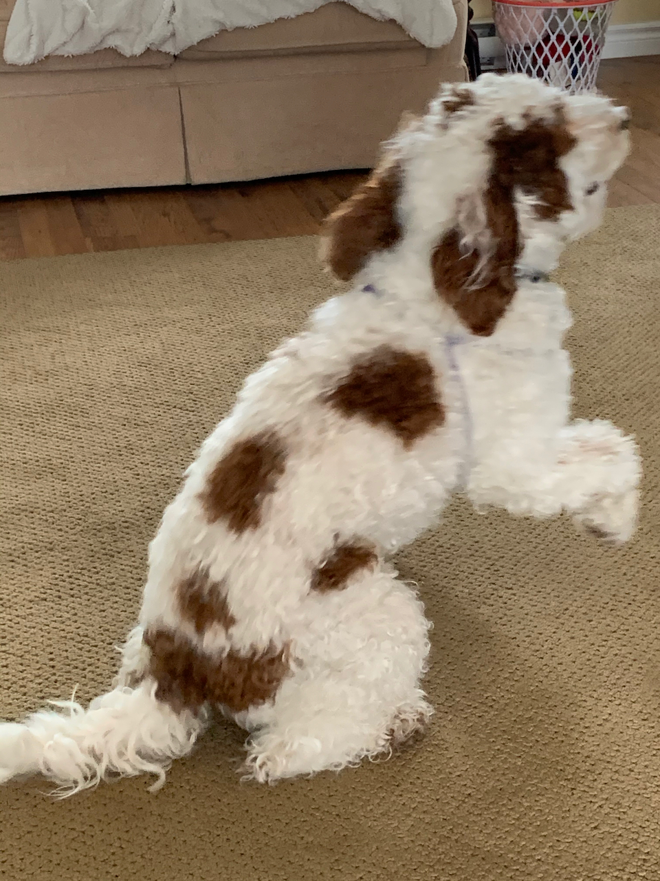 Spot On’s Gallery – Labradoodles By Design