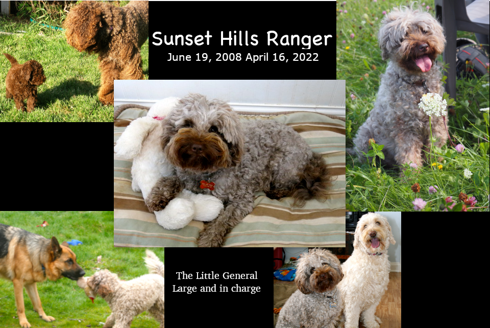 Labradoodles By Design – Proudly Canadian Labradoodles from Nova Scotia