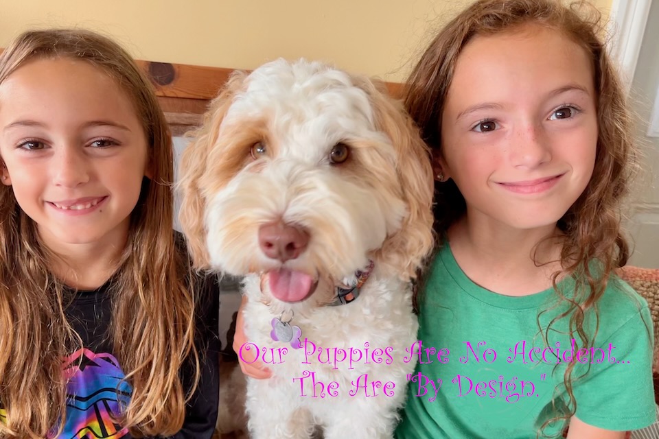 Labradoodles By Design – Proudly Canadian Labradoodles from Nova Scotia