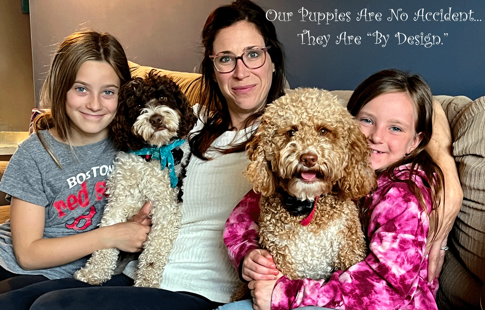Labradoodles By Design – Proudly Canadian Labradoodles from Nova Scotia