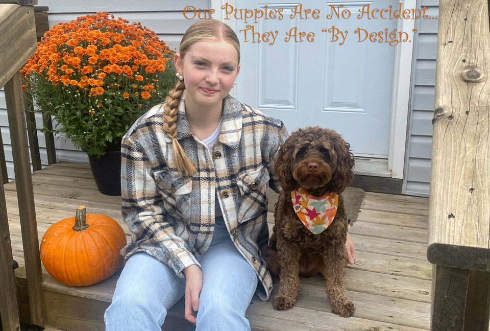 Labradoodles By Design – Proudly Canadian Labradoodles from Nova Scotia