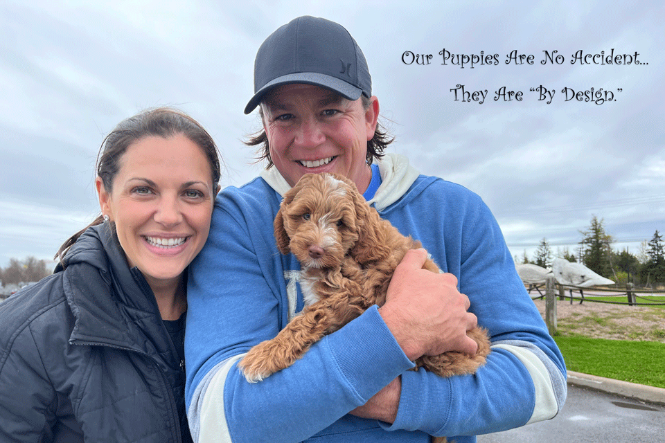 Labradoodles By Design – Proudly Canadian Labradoodles from Nova Scotia