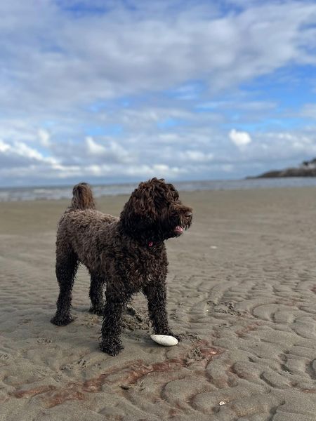 Reese’s Gallery – Labradoodles By Design