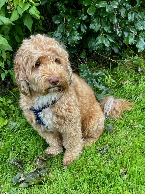 Angus’s Gallery – Labradoodles By Design