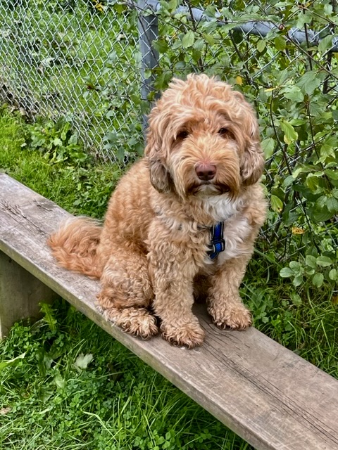 Angus’s Gallery – Labradoodles By Design