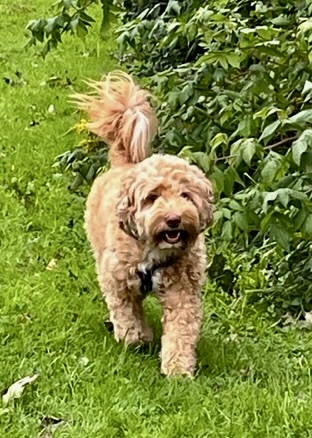 Angus’s Gallery – Labradoodles By Design