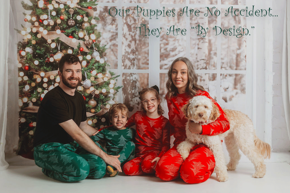 Labradoodles By Design – Proudly Canadian Labradoodles from Nova Scotia