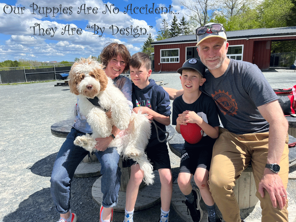 Click here for puppy info, upcoming litters & guardian home info